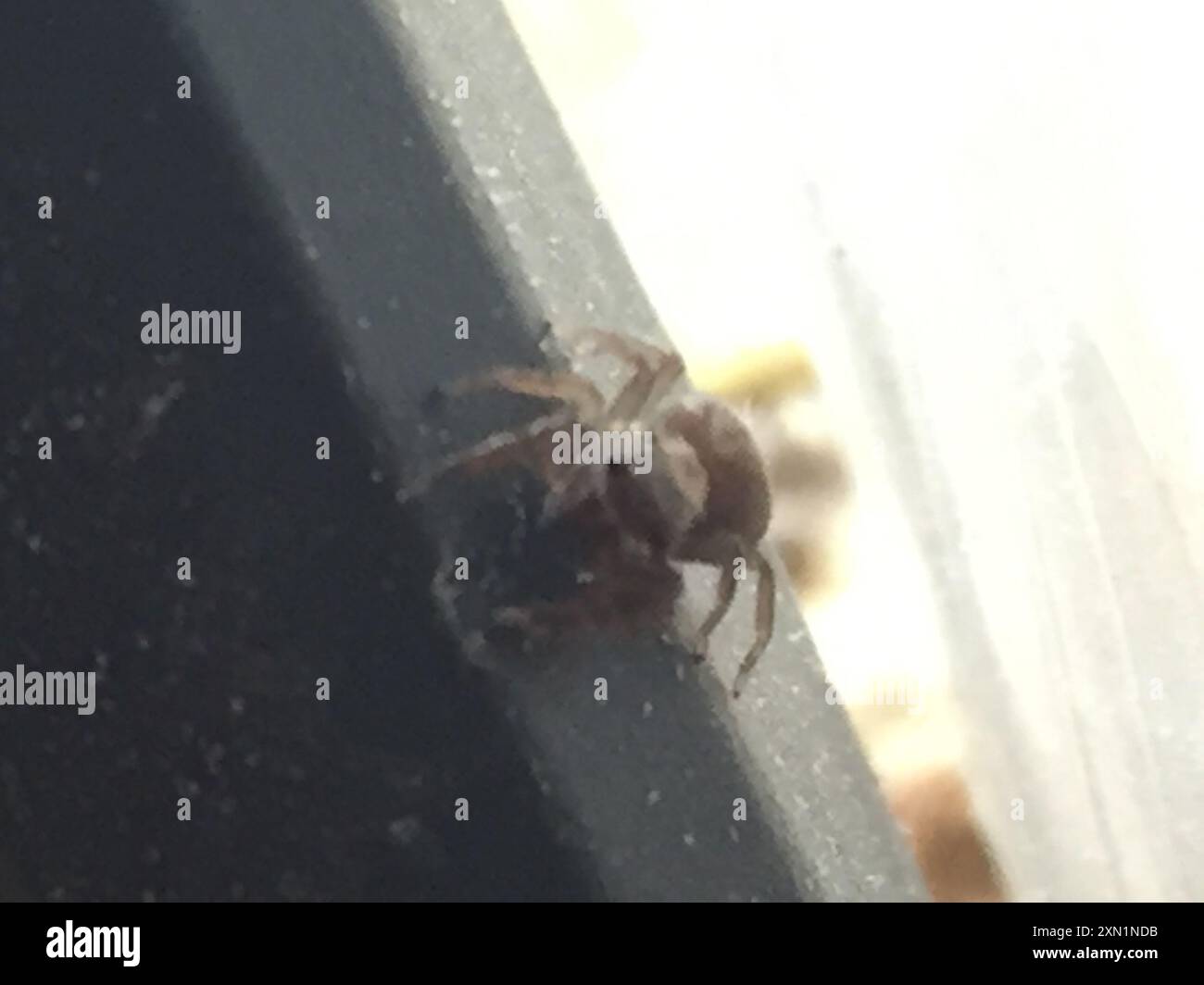Golden-brown Jumping Spider (Trite auricoma) Arachnida Stock Photo - Alamy