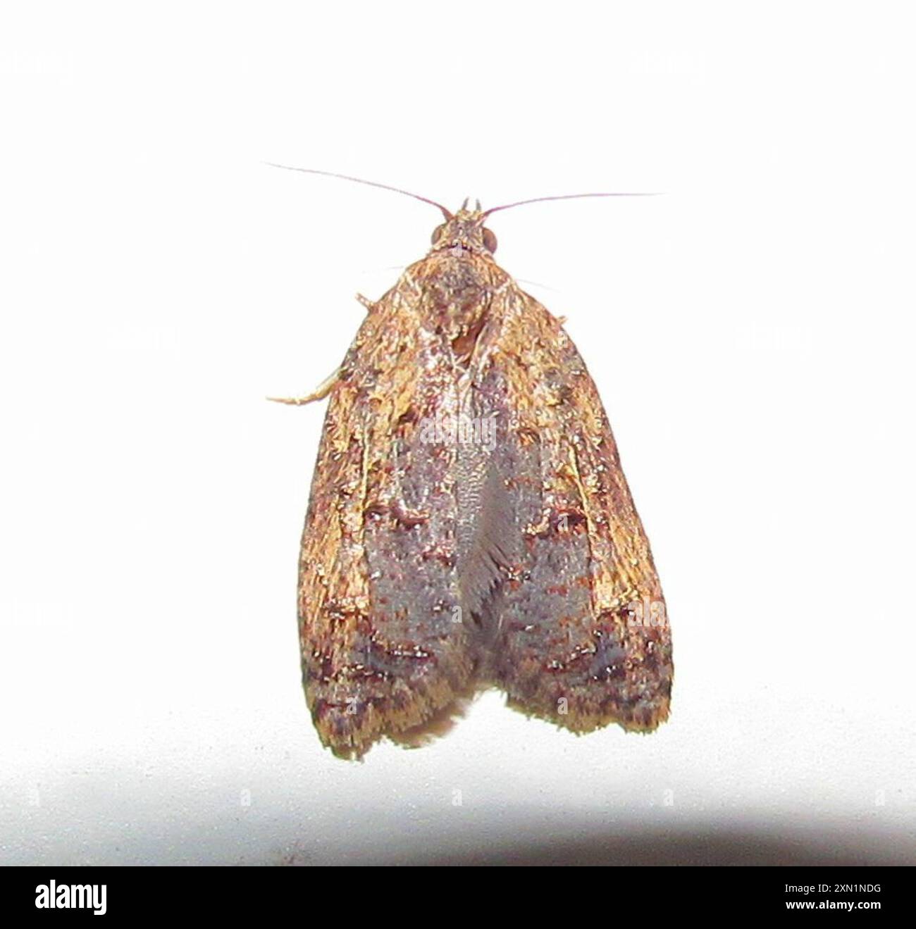 Tortricine Leafroller Moths (Tortricinae) Insecta Stock Photo - Alamy