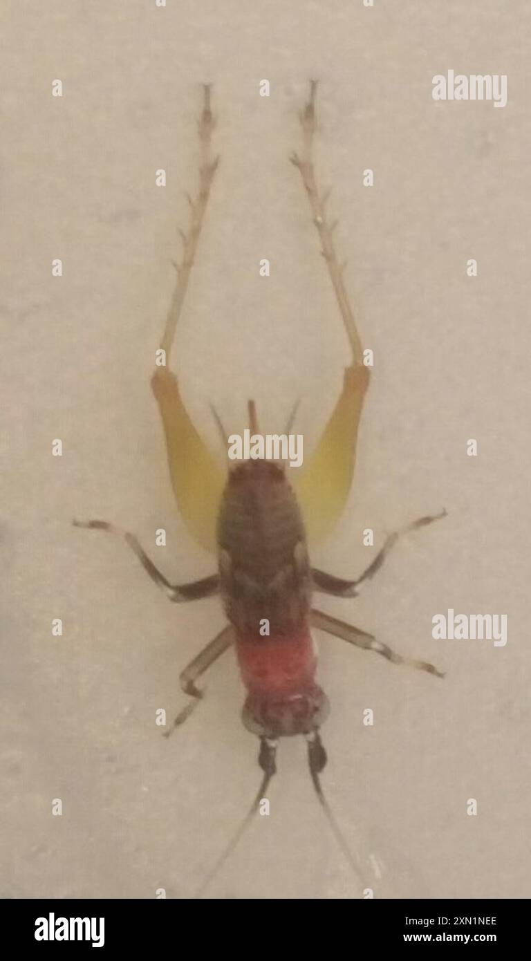 Red-headed Bush Cricket (Phyllopalpus pulchellus) Insecta Stock Photo ...