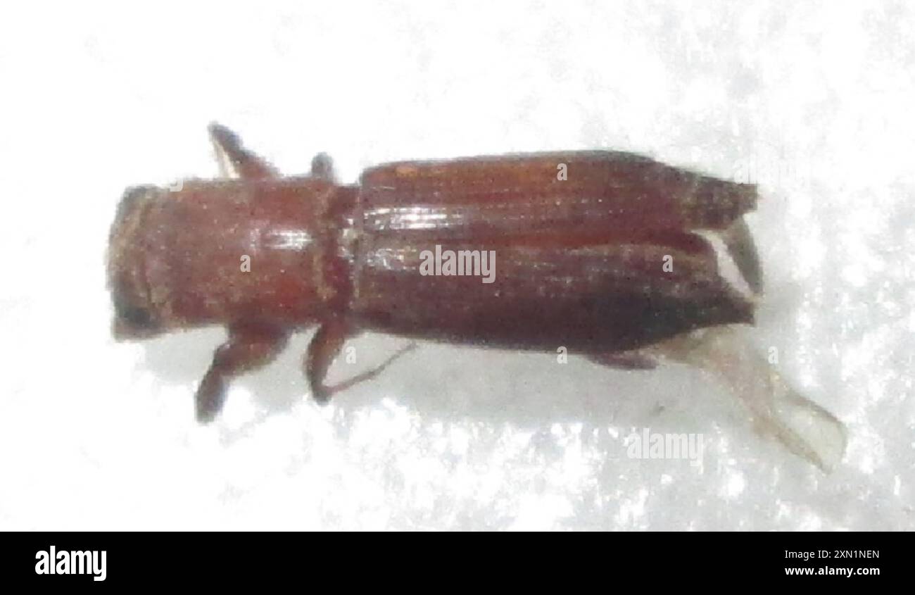 Pinhole Borer Beetles (Platypodinae) Insecta Stock Photo - Alamy