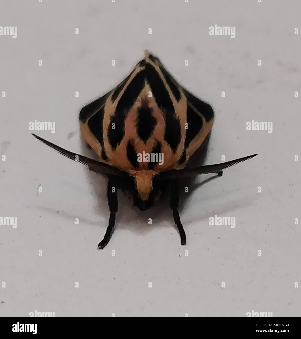 Harnessed moth hi-res stock photography and images - Alamy