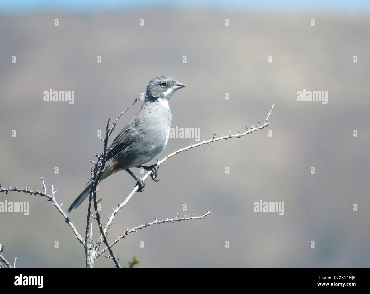 Diuca diuca hi-res stock photography and images - Alamy
