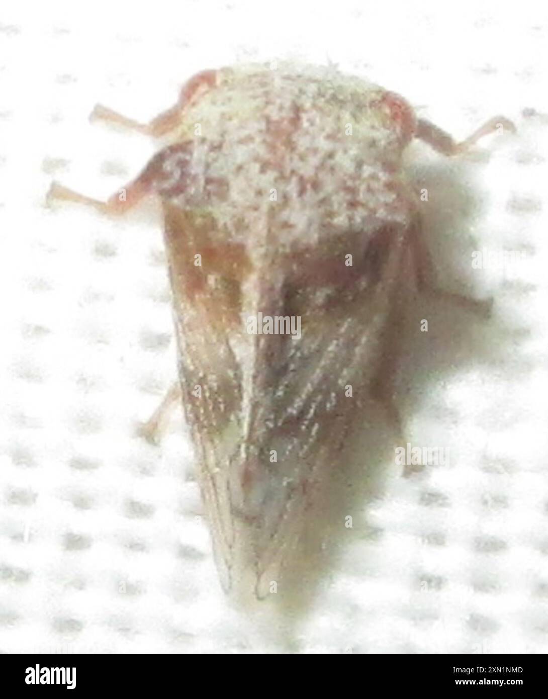 Typical Treehoppers (Membracidae) Insecta Stock Photo - Alamy