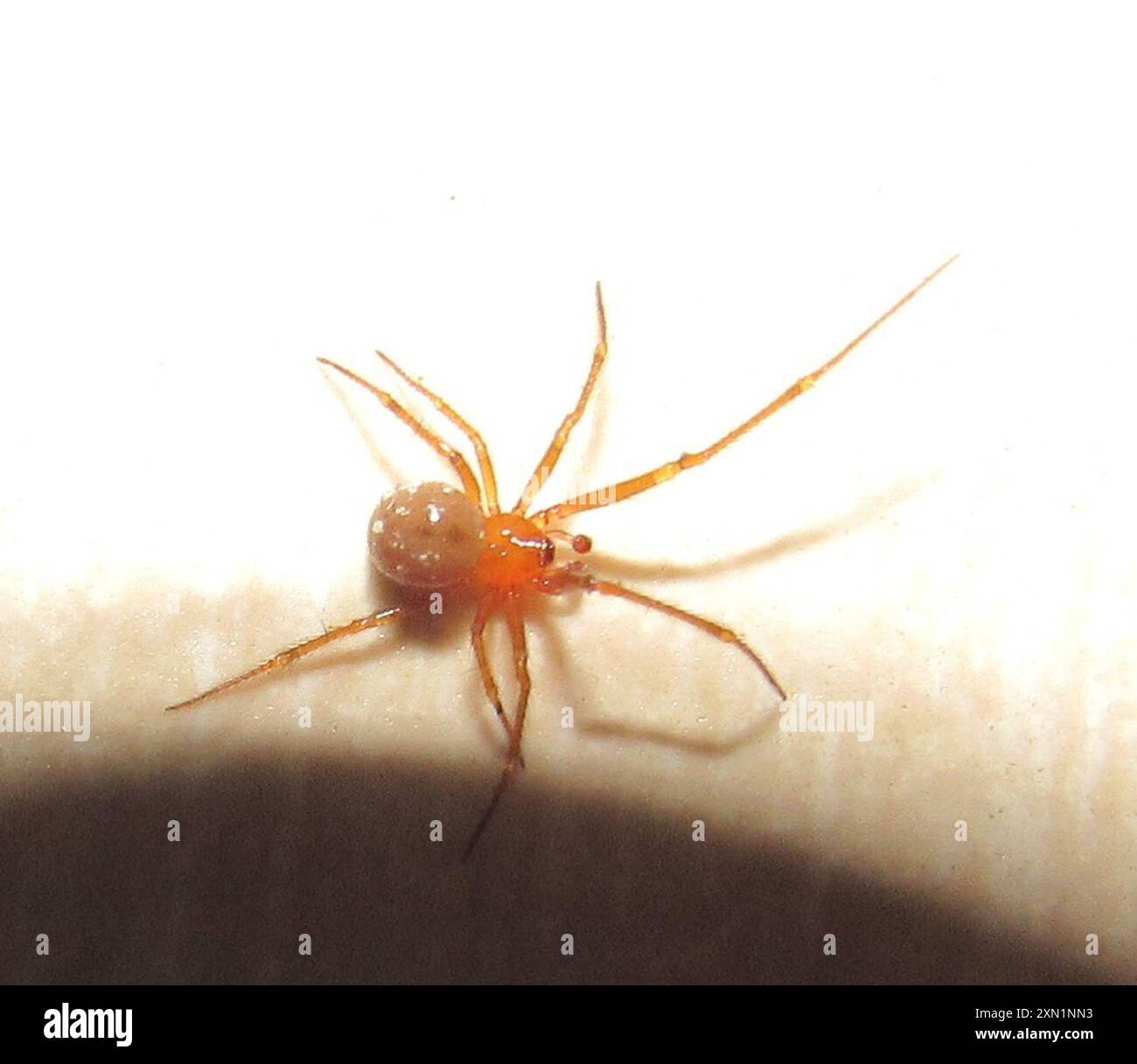 Nesticodes rufipes hi-res stock photography and images - Alamy