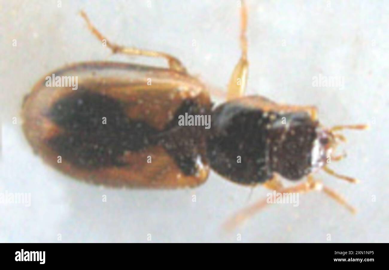 (Amblystomus amabilis) Insecta Stock Photo - Alamy