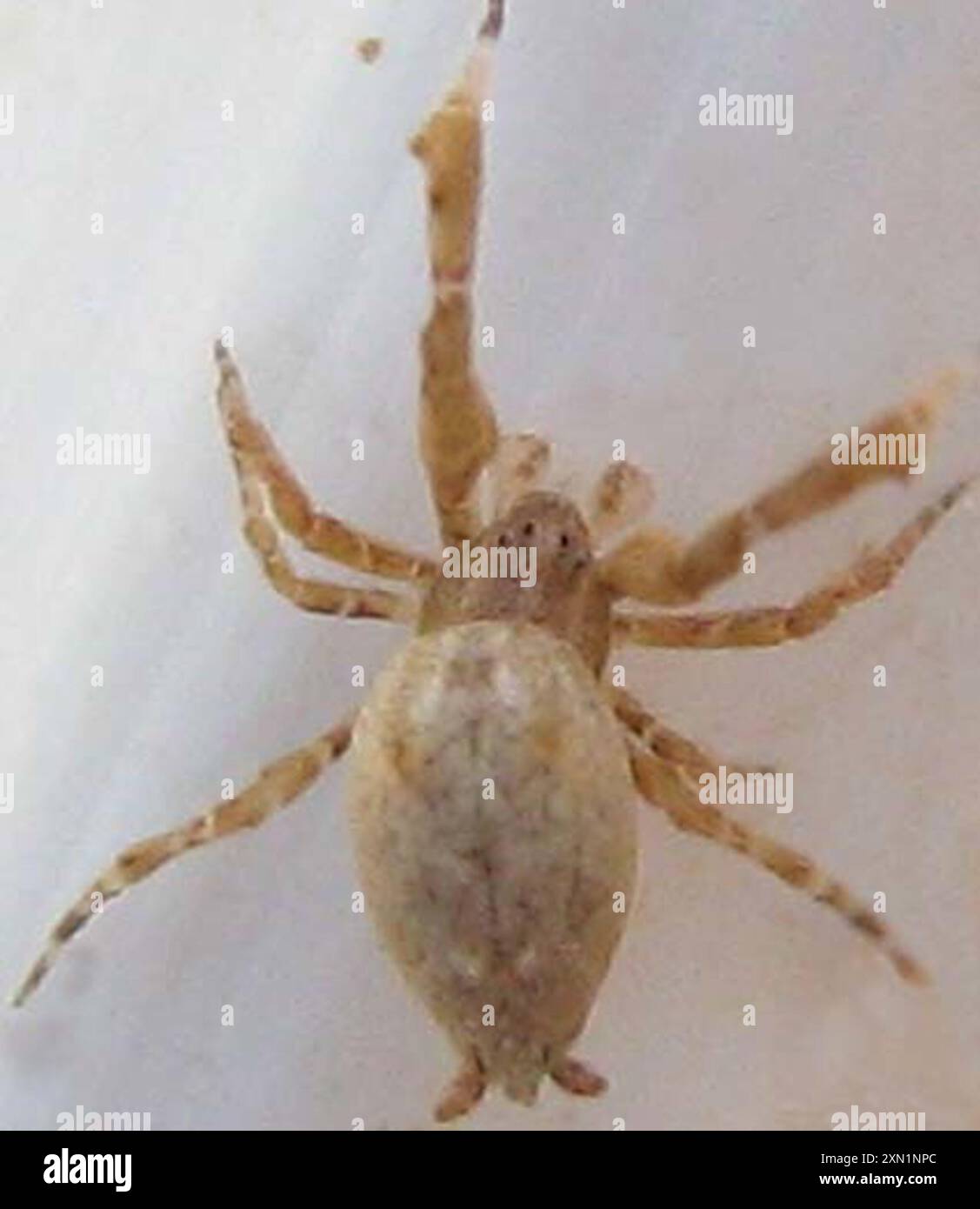 Feather-legged Spiders (Uloborus) Arachnida Stock Photo - Alamy