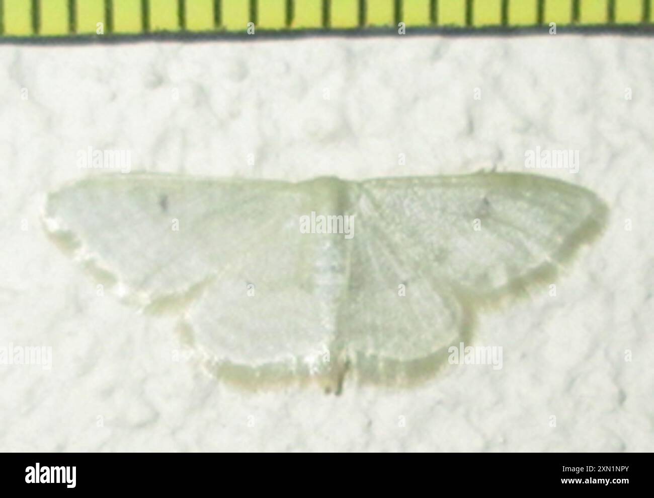 Geometer Moths (Geometridae) Insecta Stock Photo - Alamy