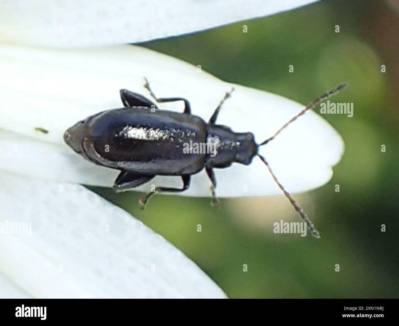 Systena hi-res stock photography and images - Alamy