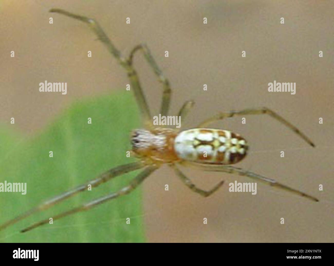 banded-legged golden orb-web spider (Trichonephila senegalensis ...
