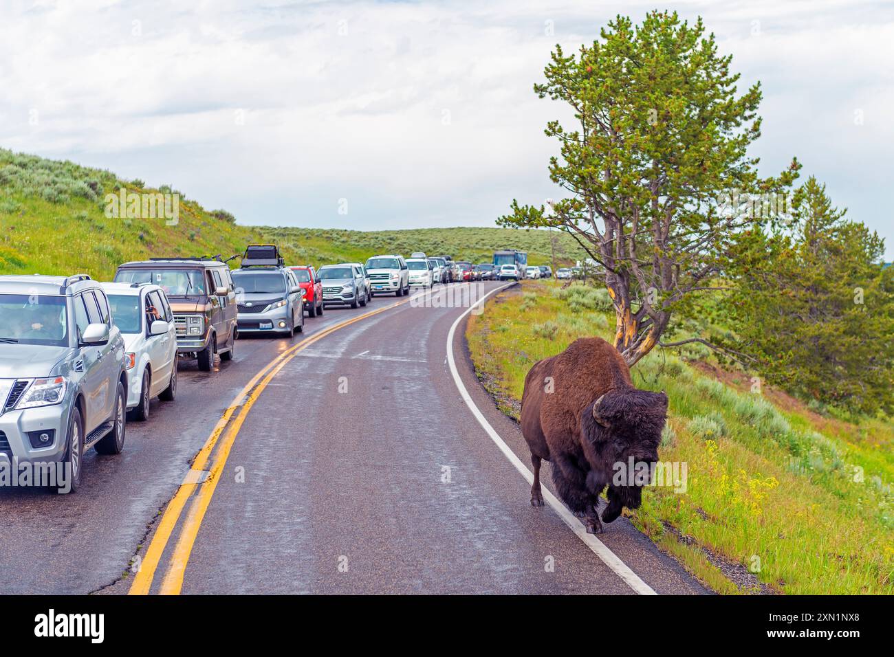 Yellowstone road hi-res stock photography and images - Alamy