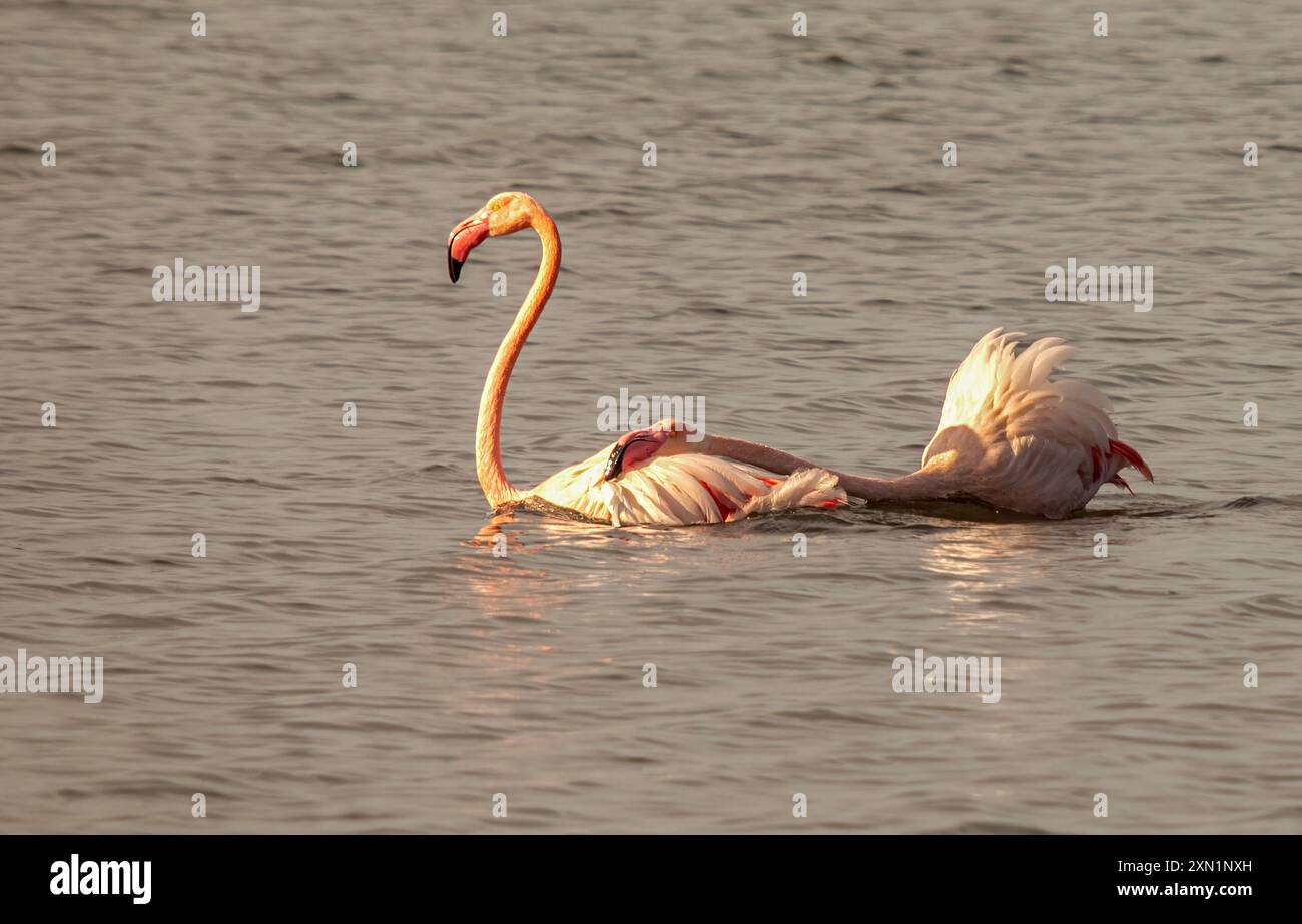 Animals hugging each other hi-res stock photography and images - Alamy