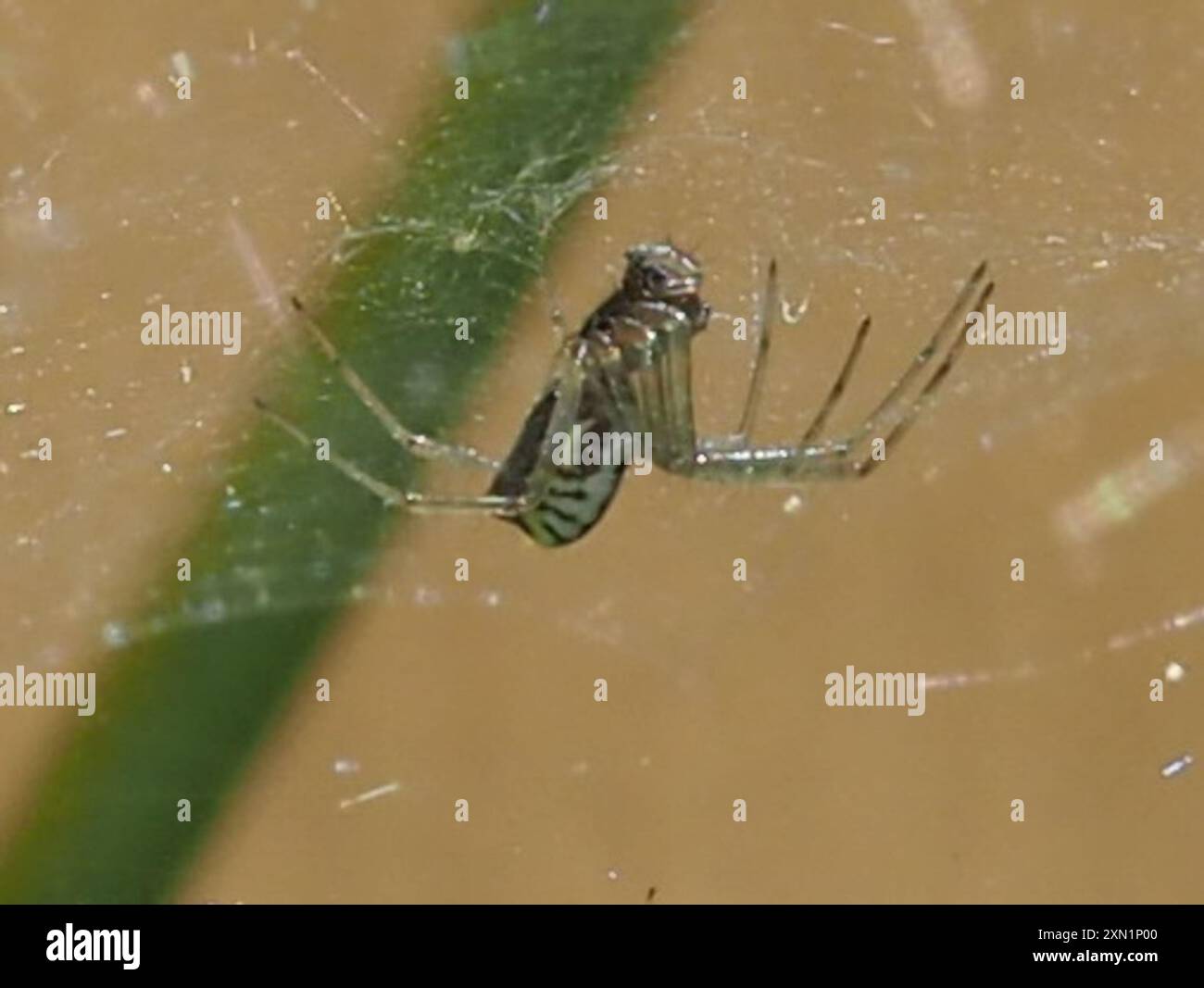 Sheetweb and Dwarf Weavers (Linyphiidae) Arachnida Stock Photo - Alamy