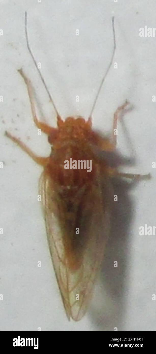 Psylloids (Psylloidea) Insecta Stock Photo - Alamy