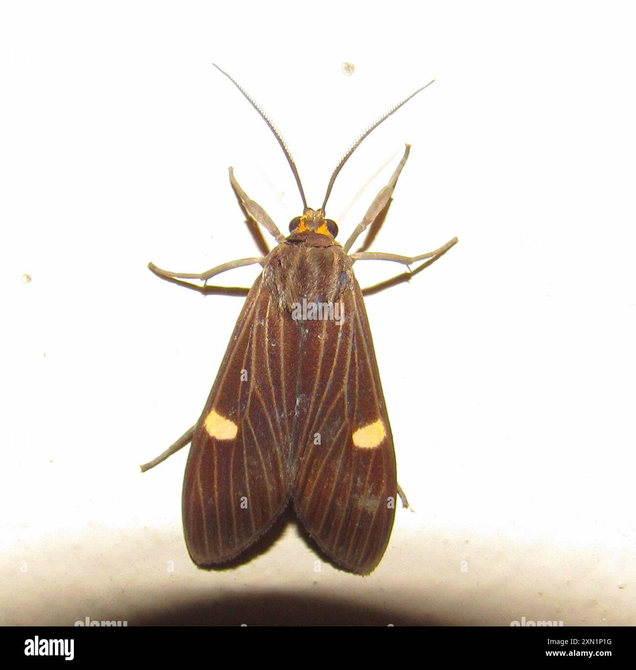 Aclytia heber hi-res stock photography and images - Alamy