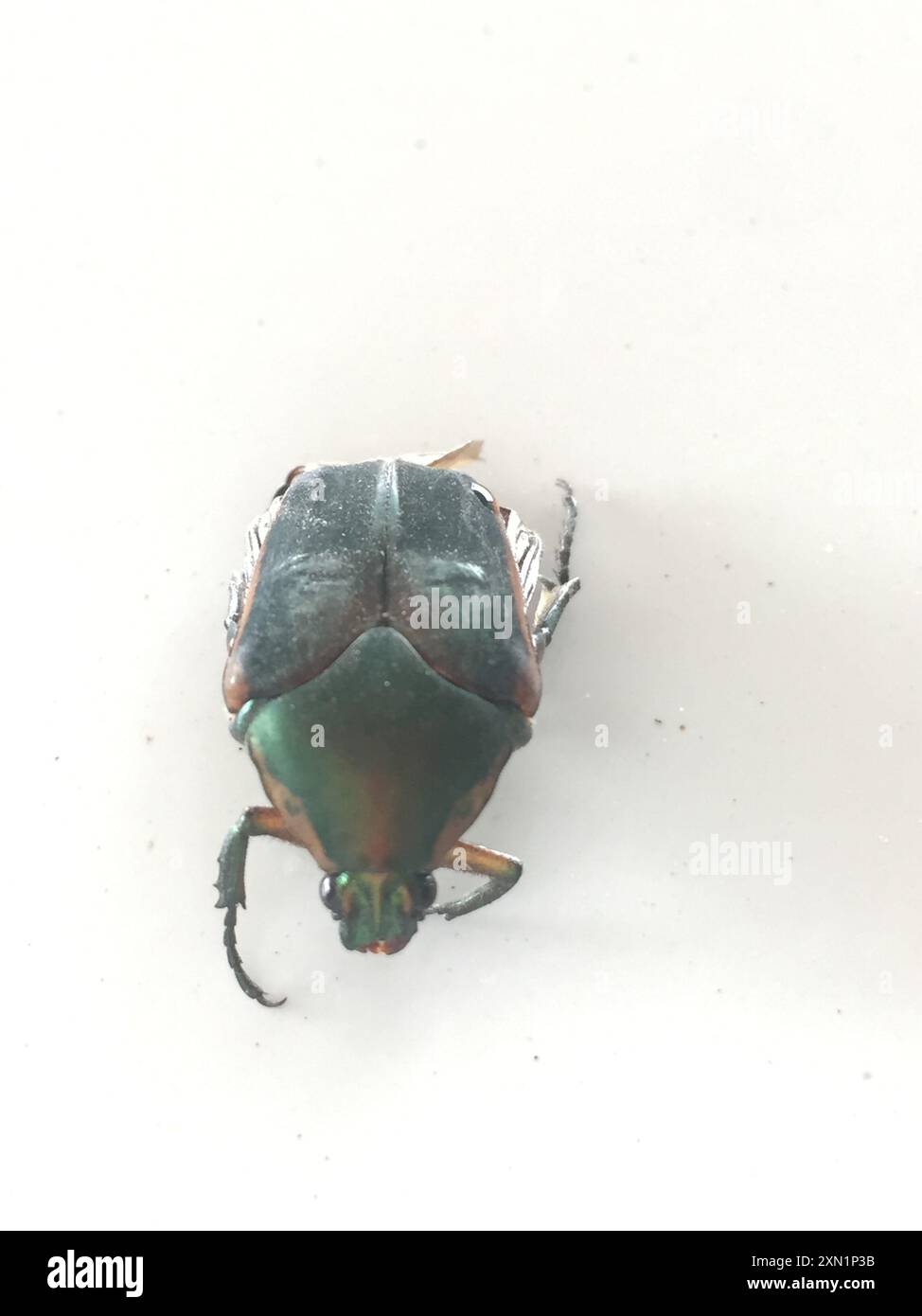 Common Green June Beetle (Cotinis nitida) Insecta Stock Photo - Alamy