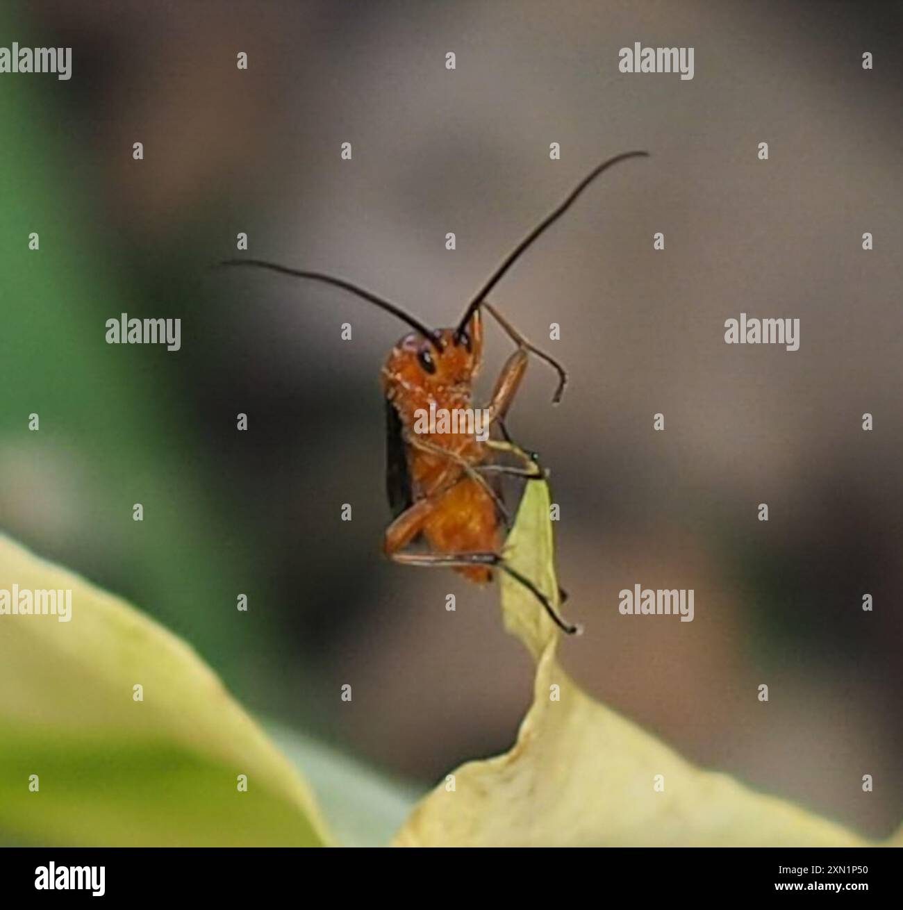 Smooth-headed Mummy Wasp (Aleiodes politiceps) Insecta Stock Photo - Alamy