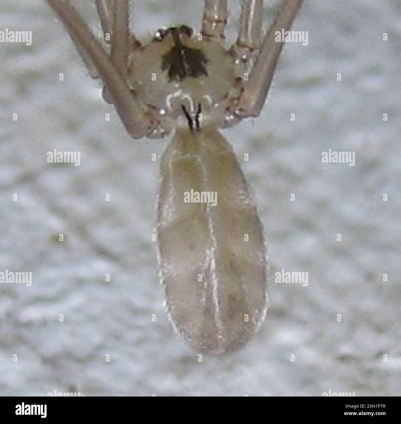 Long-bodied Cellar Spider (Pholcus phalangioides) Arachnida Stock Photo ...