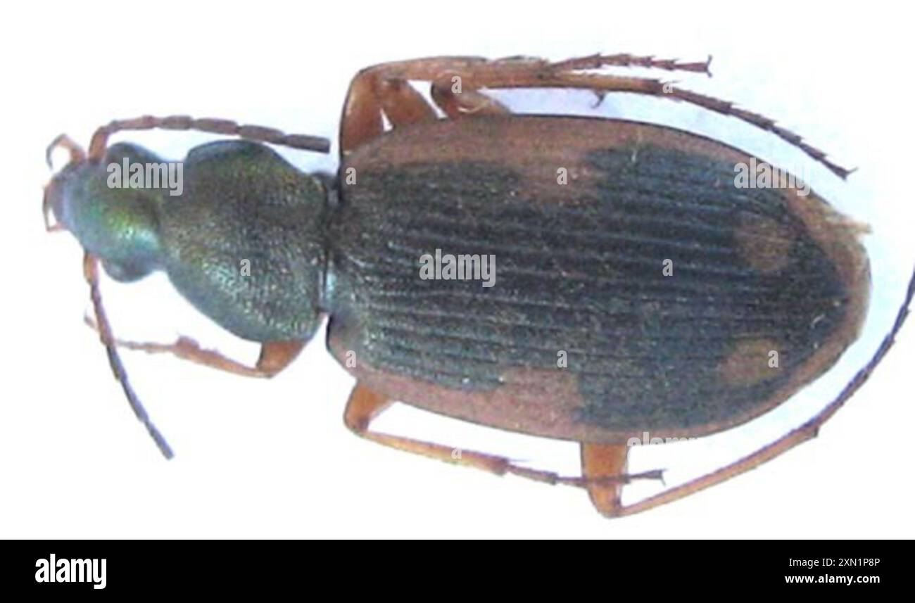 Vivid Metallic Ground Beetles (Chlaenius) Insecta Stock Photo - Alamy