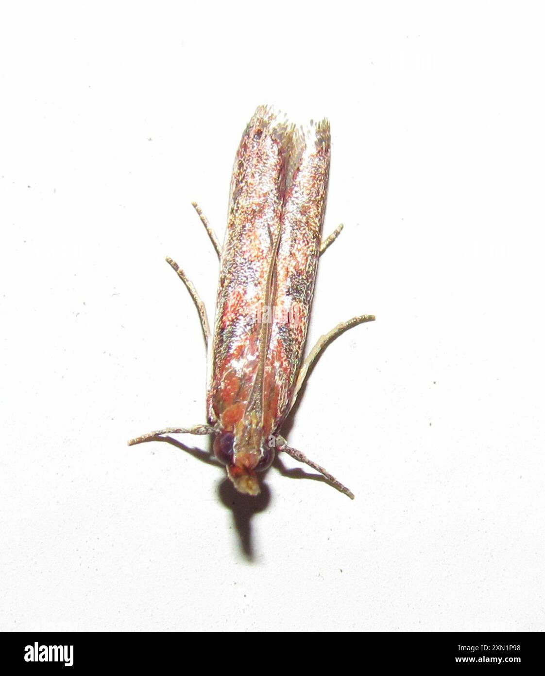 Knot-horn Moths (Phycitinae) Insecta Stock Photo - Alamy