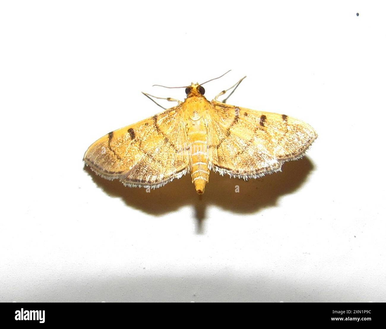 Bean-leaf Webworm Moth (Omiodes indicata) Insecta Stock Photo - Alamy