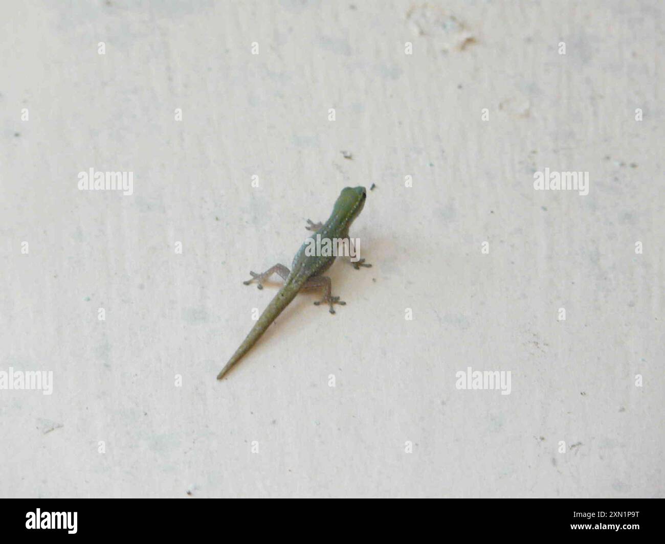 Cameroon Dwarf Gecko (Lygodactylus conraui) Reptilia Stock Photo - Alamy
