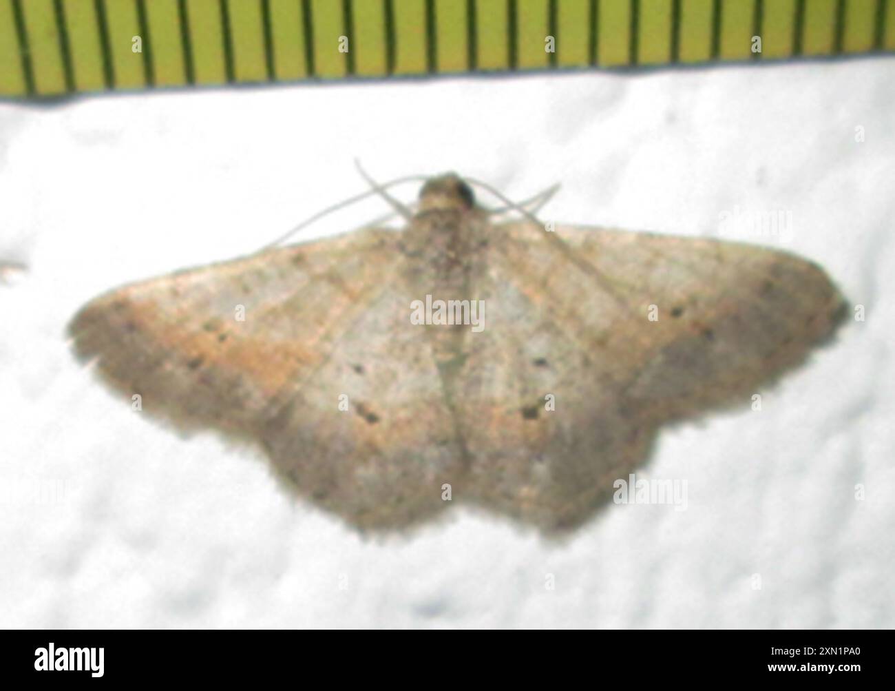 Geometer Moths (Geometridae) Insecta Stock Photo - Alamy