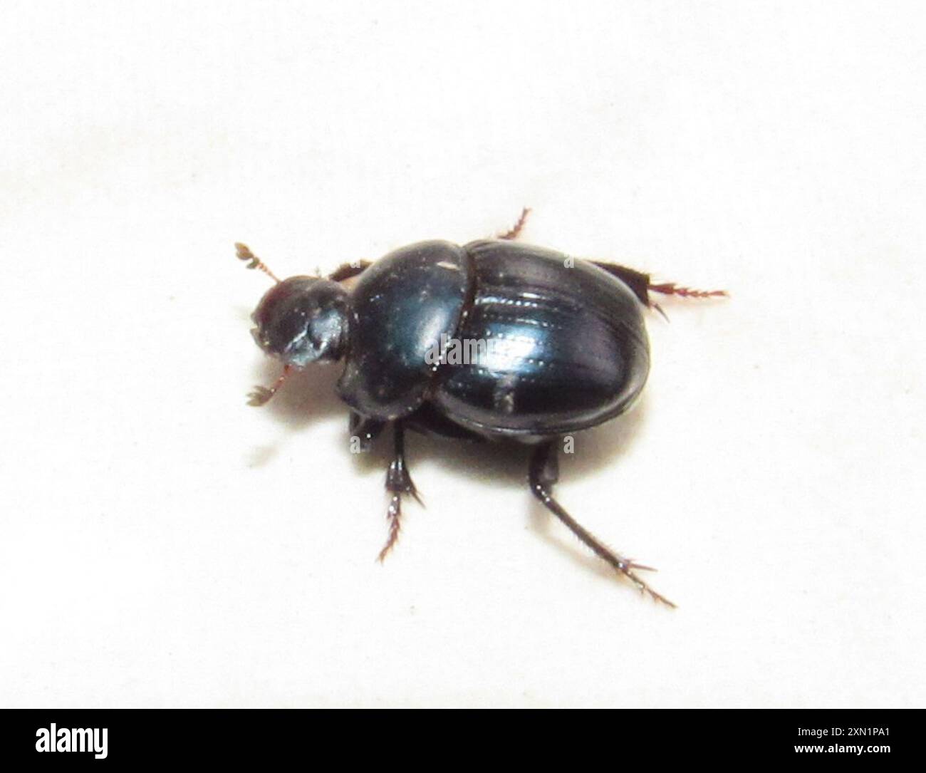 Dung Rollers (Canthon) Insecta Stock Photo - Alamy