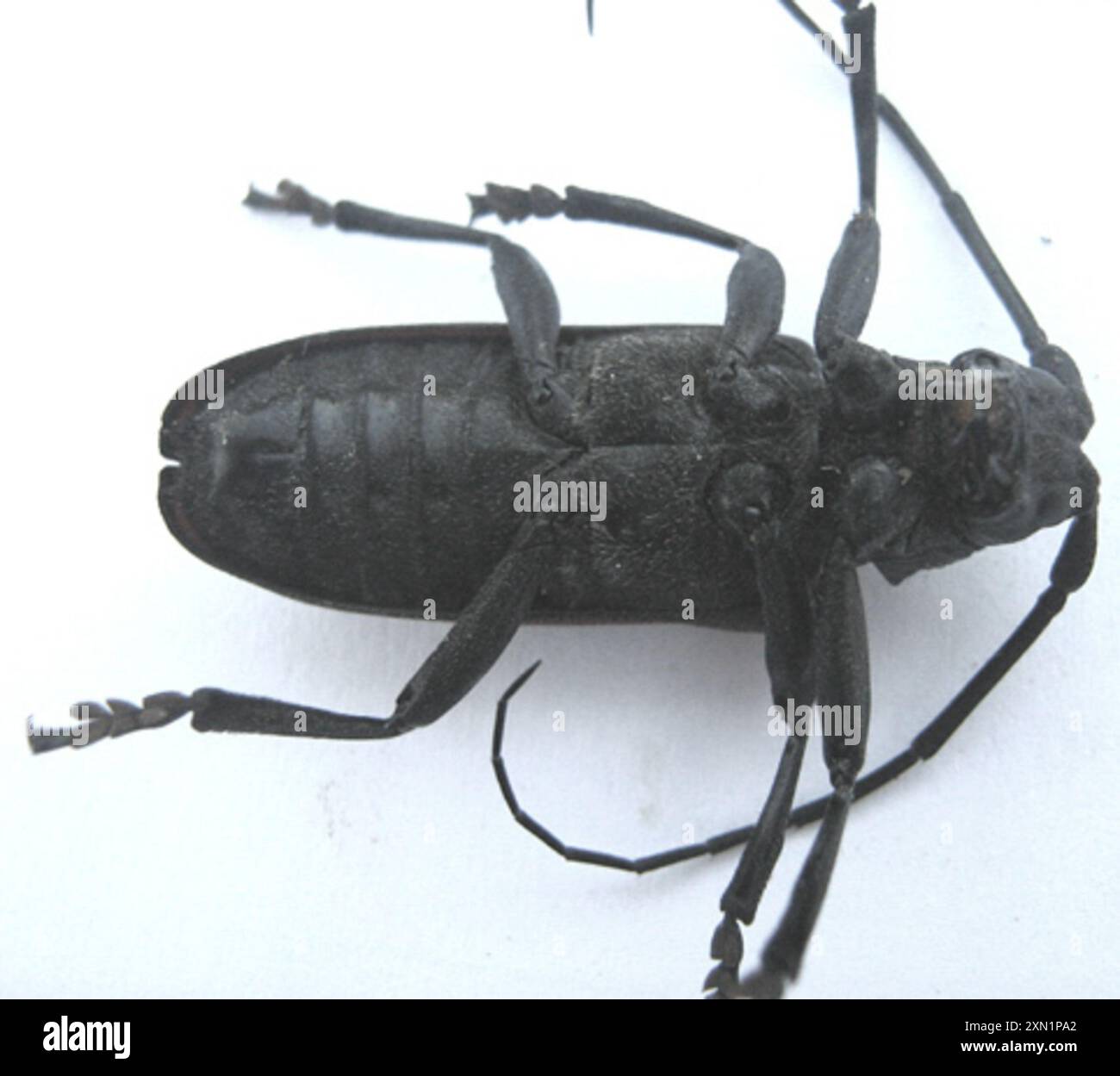 (Ceroplesis ferrugator) Insecta Stock Photo - Alamy