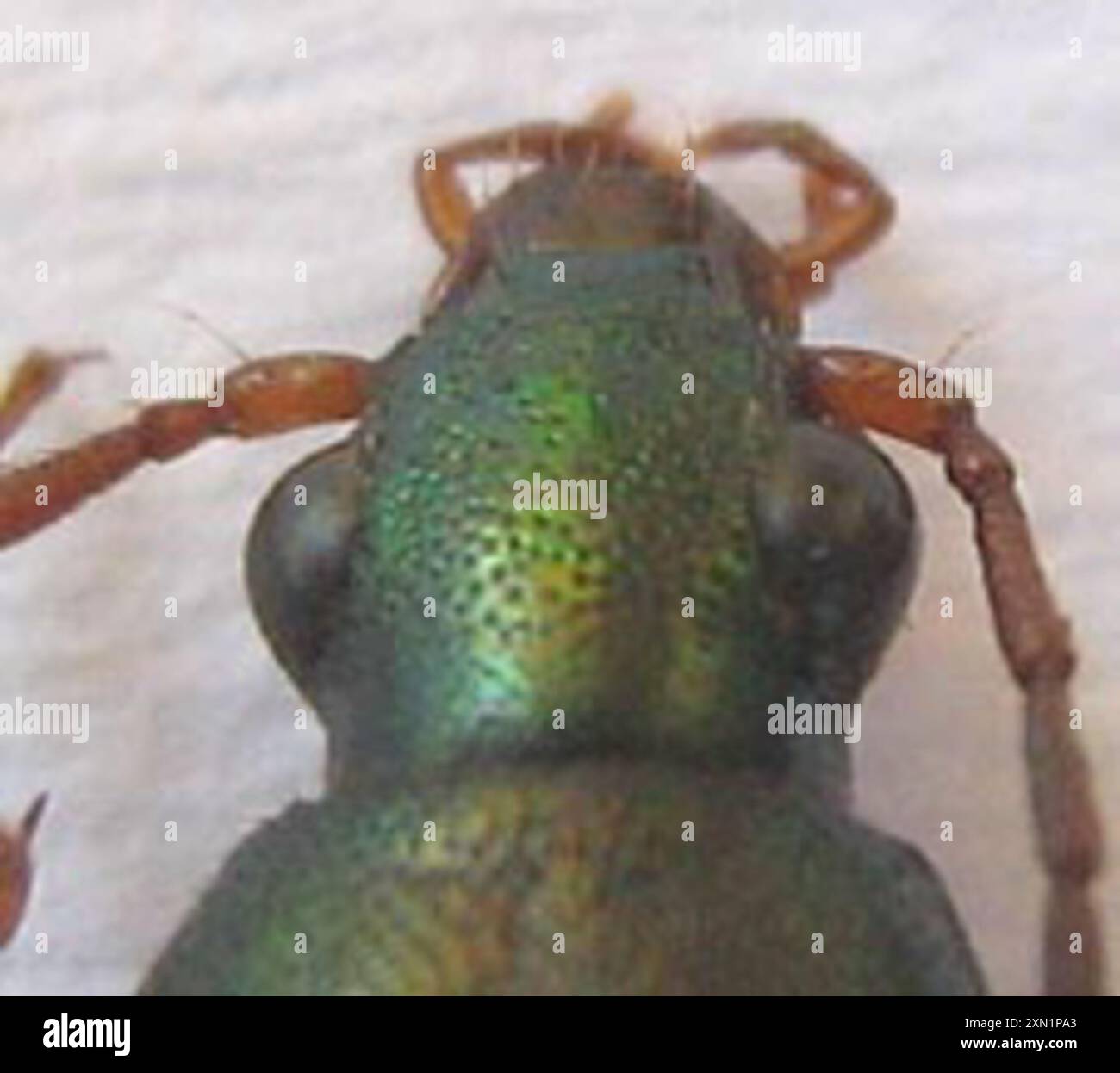 Vivid Metallic Ground Beetles (Chlaenius) Insecta Stock Photo - Alamy