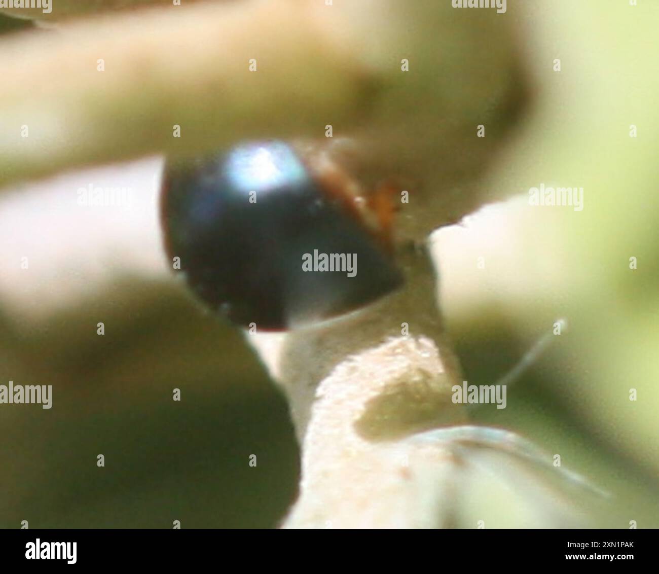Metallic Blue Lady Beetle (Curinus coeruleus) Insecta Stock Photo - Alamy