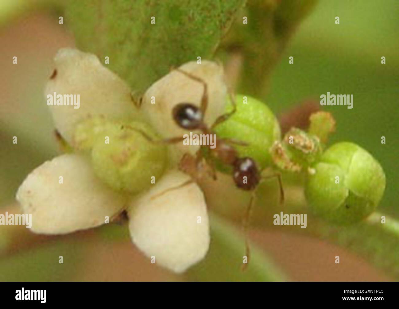 Gwarrie (Euclea undulata) Plantae Stock Photo - Alamy