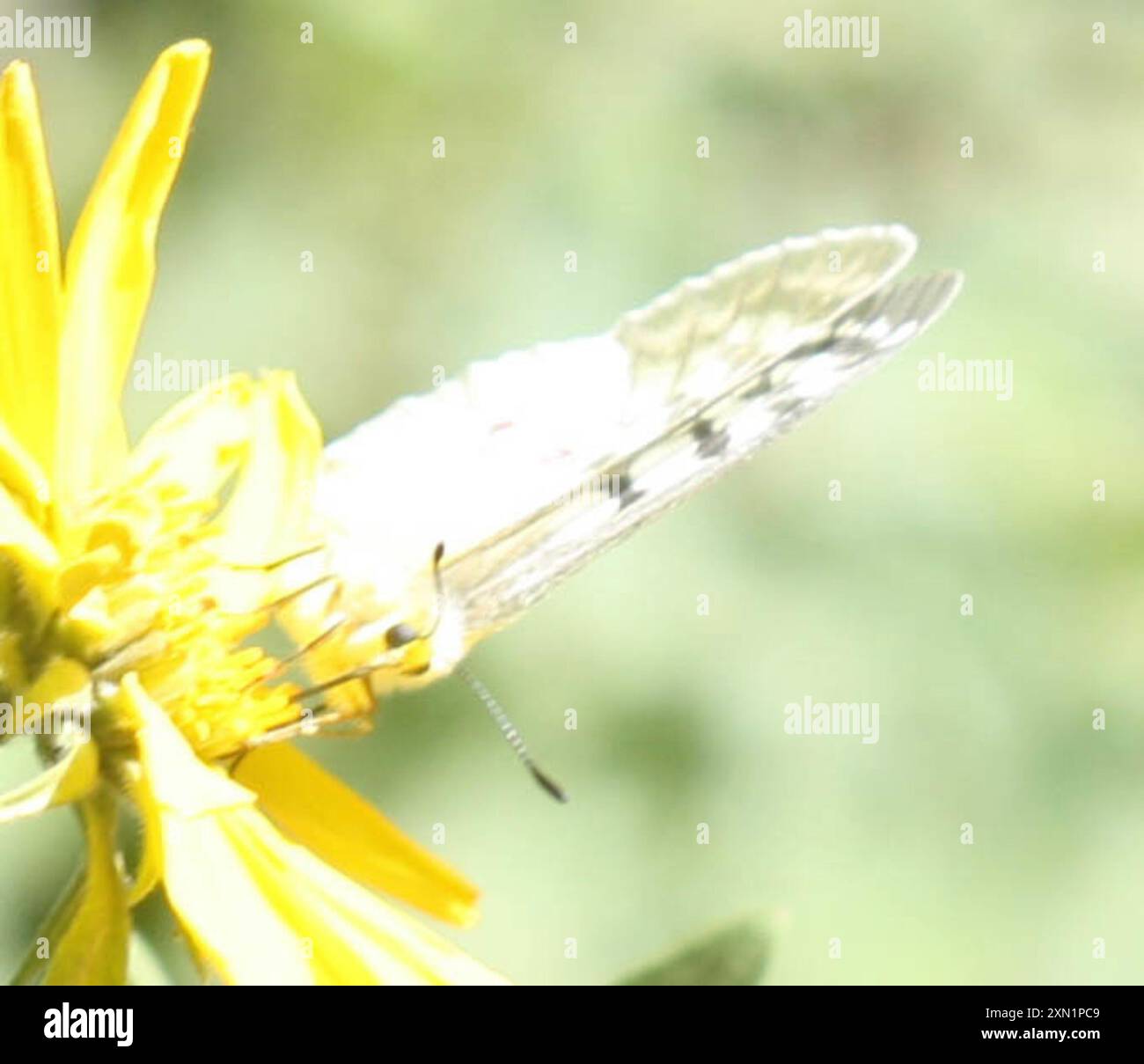 Apollos (Parnassius) Insecta Stock Photo - Alamy