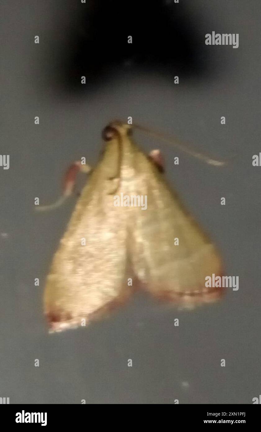 Olive Arta Moth (Arta olivalis) Insecta Stock Photo - Alamy