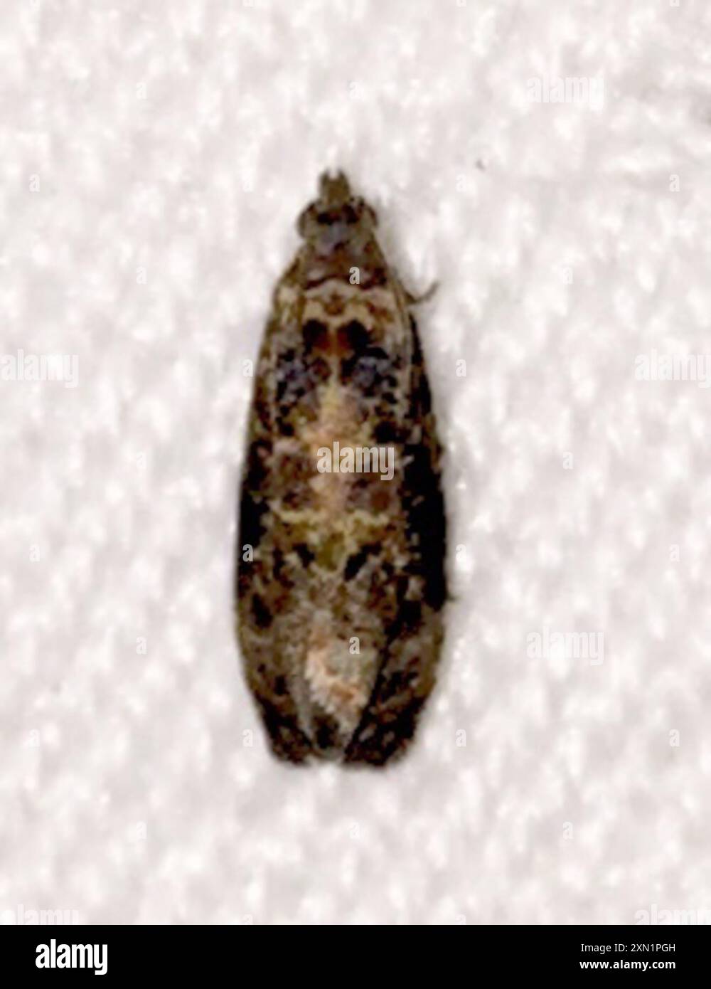 Verbena Bud Moth (Endothenia hebesana) Insecta Stock Photo - Alamy