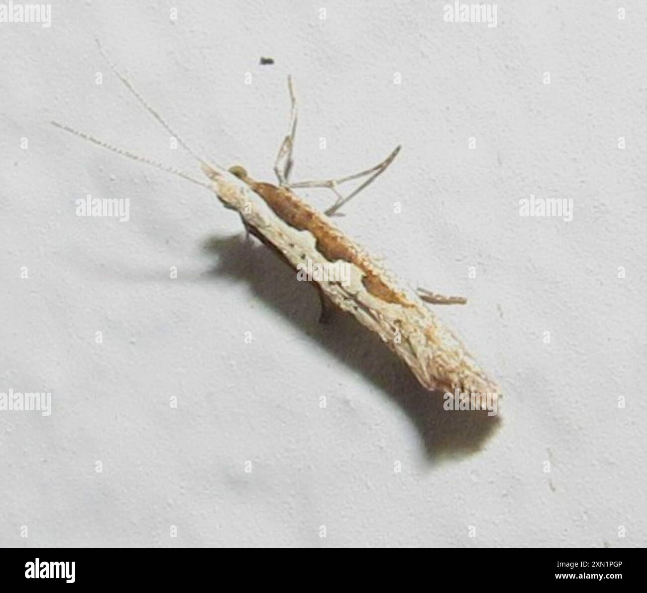 Diamondback Moth (Plutella xylostella) Insecta Stock Photo - Alamy
