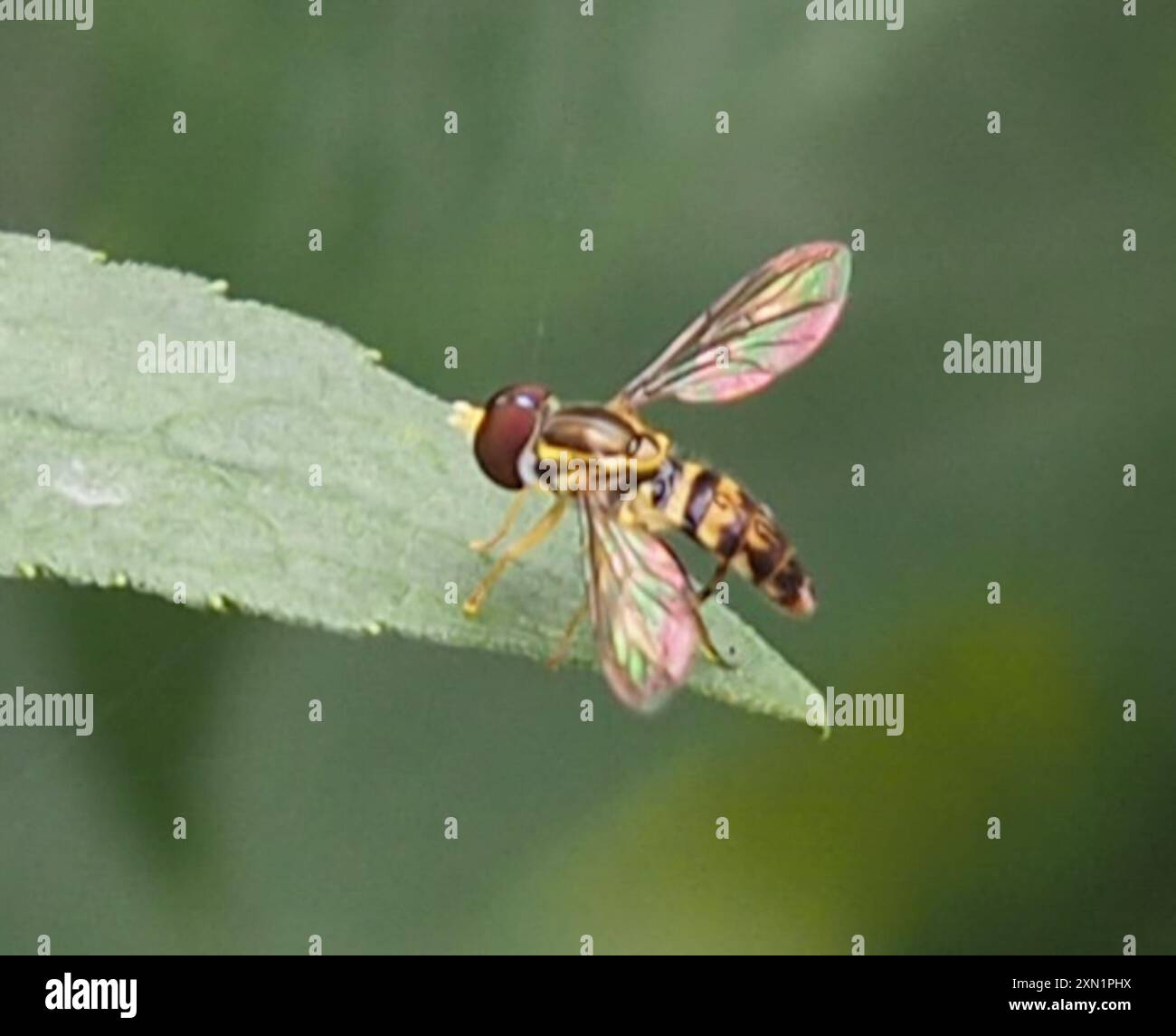 Eastern Calligrapher (Toxomerus geminatus) Insecta Stock Photo - Alamy