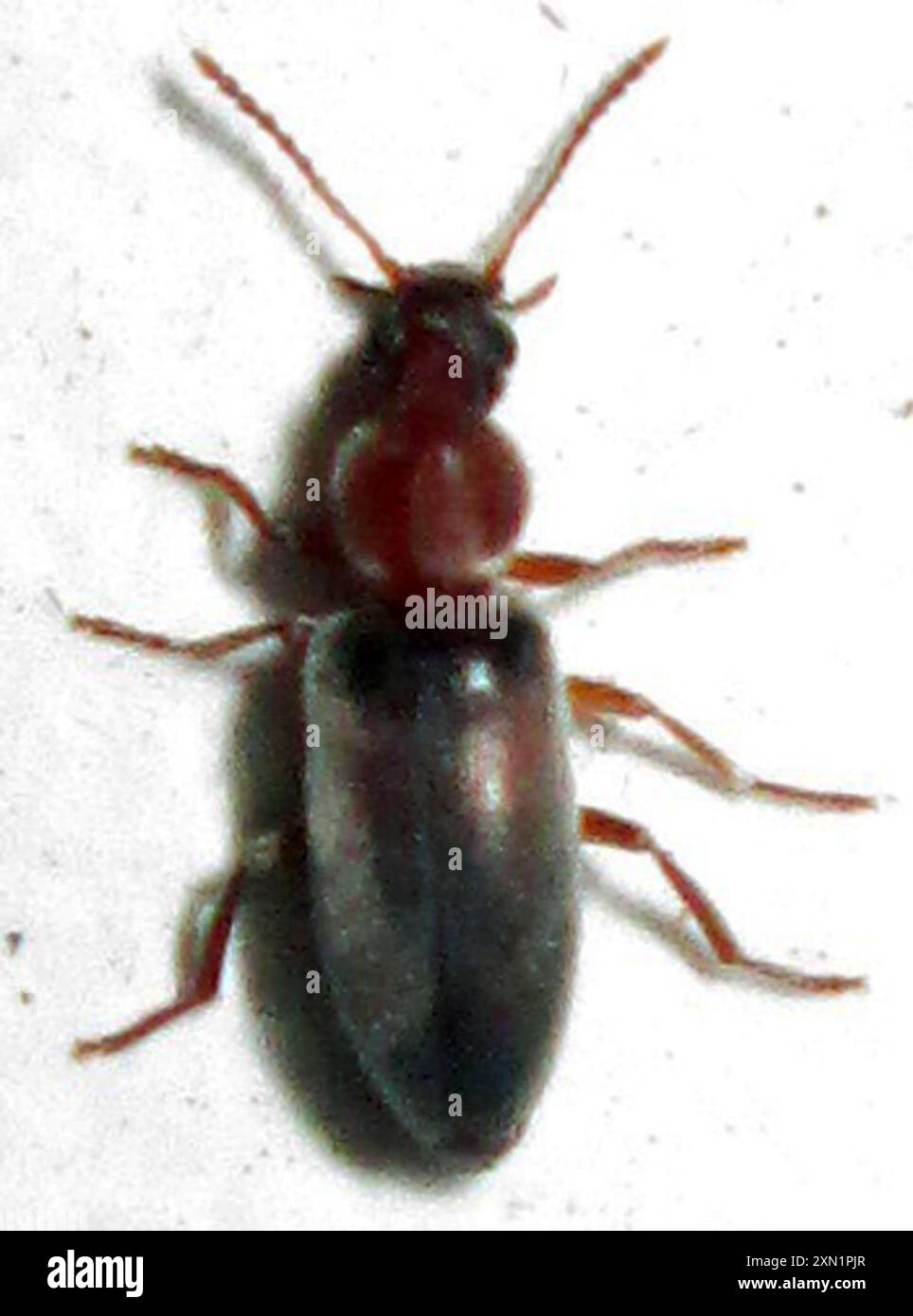 (Notoxus amaculatus) Insecta Stock Photo - Alamy