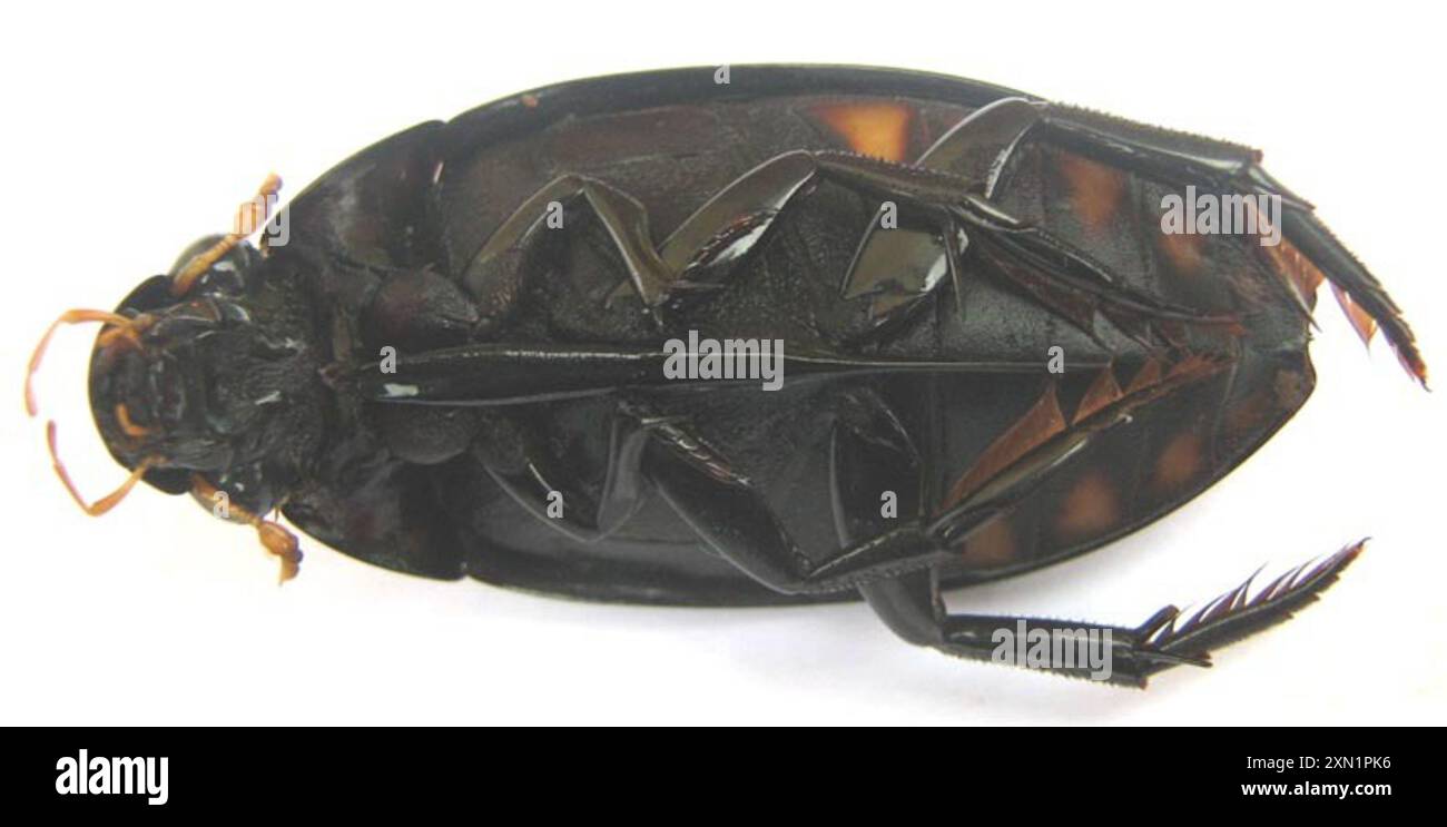 Giant Water Scavenger Beetles (Hydrophilus) Insecta Stock Photo - Alamy