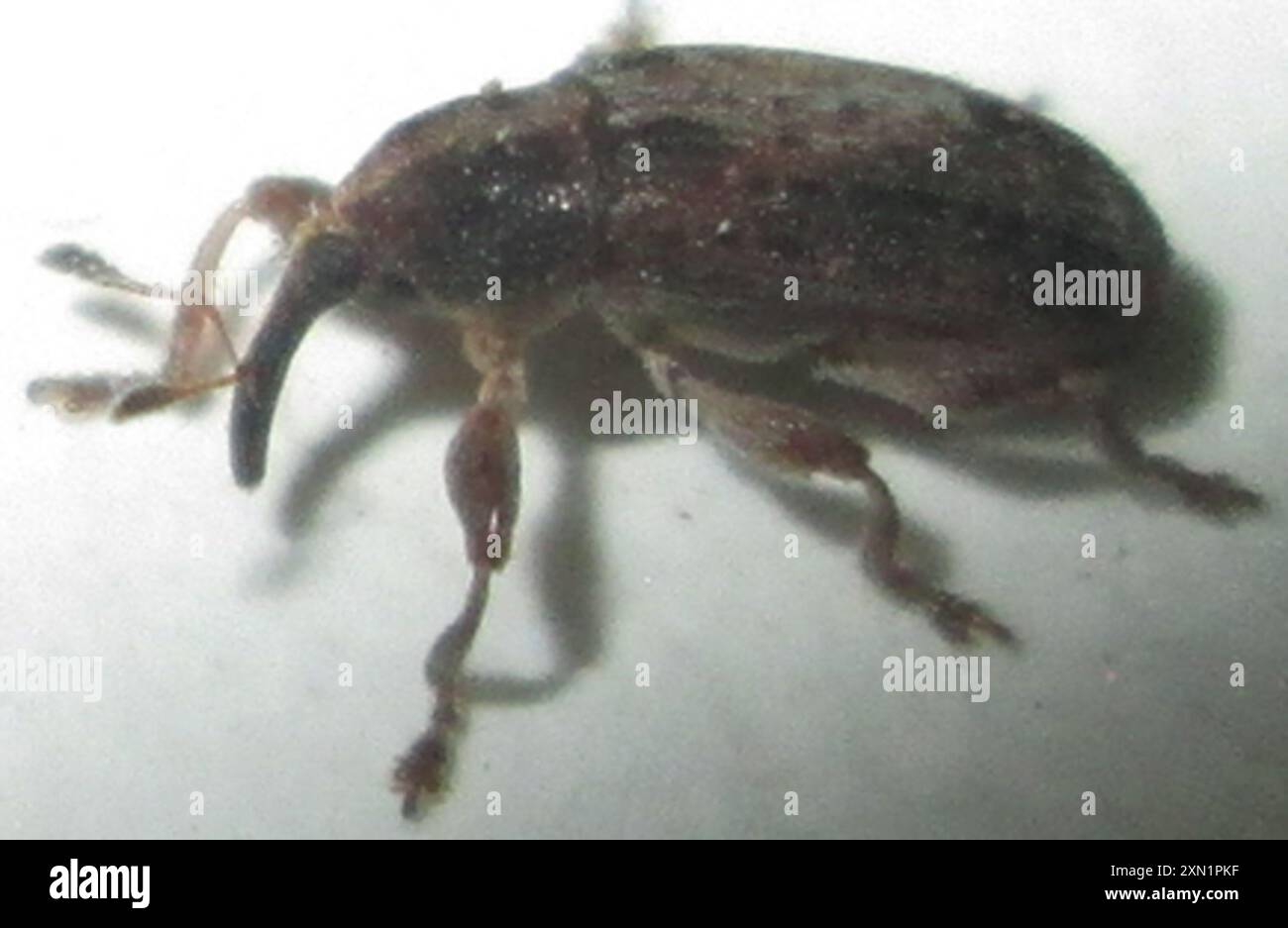 True Weevils (Curculionidae) Insecta Stock Photo - Alamy