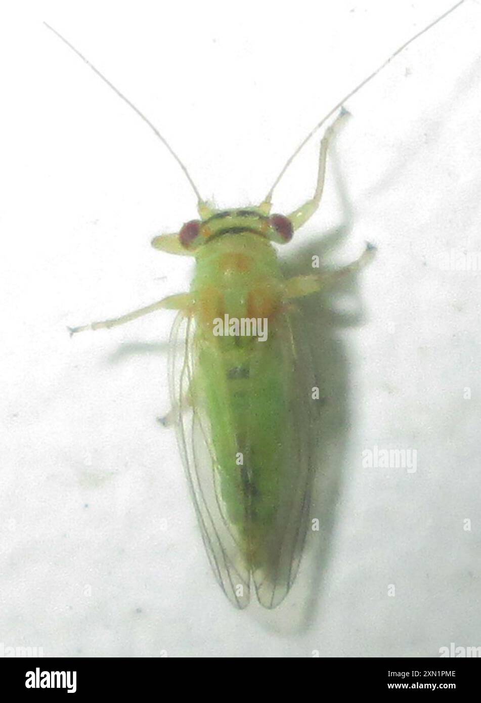 tipu psyllid (Platycorypha nigrivirga) Insecta Stock Photo - Alamy