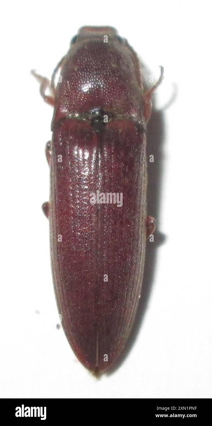 Click Beetles (Elateridae) Insecta Stock Photo - Alamy