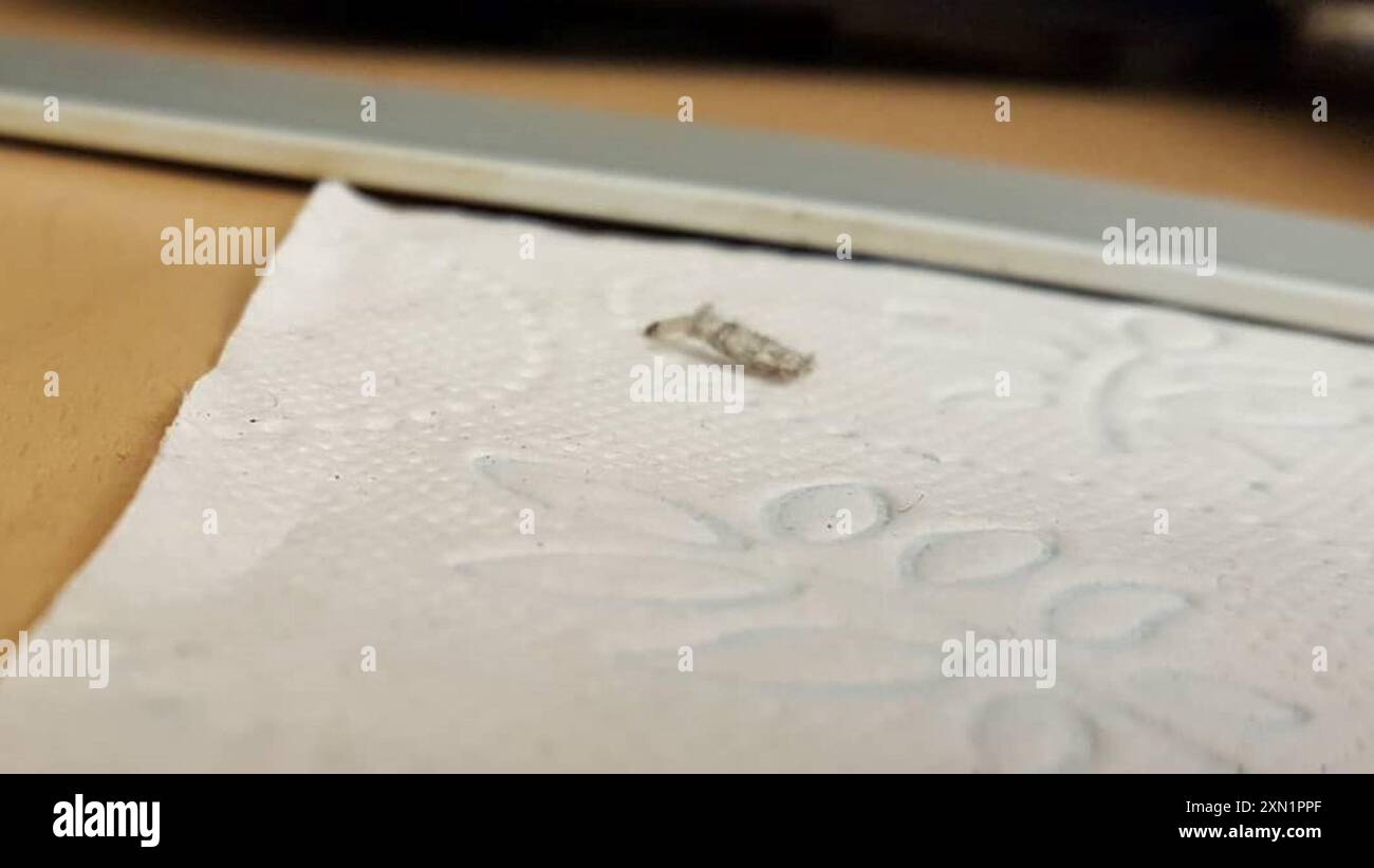 Case-bearing Clothes Moth (Tinea pellionella) Insecta Stock Photo - Alamy