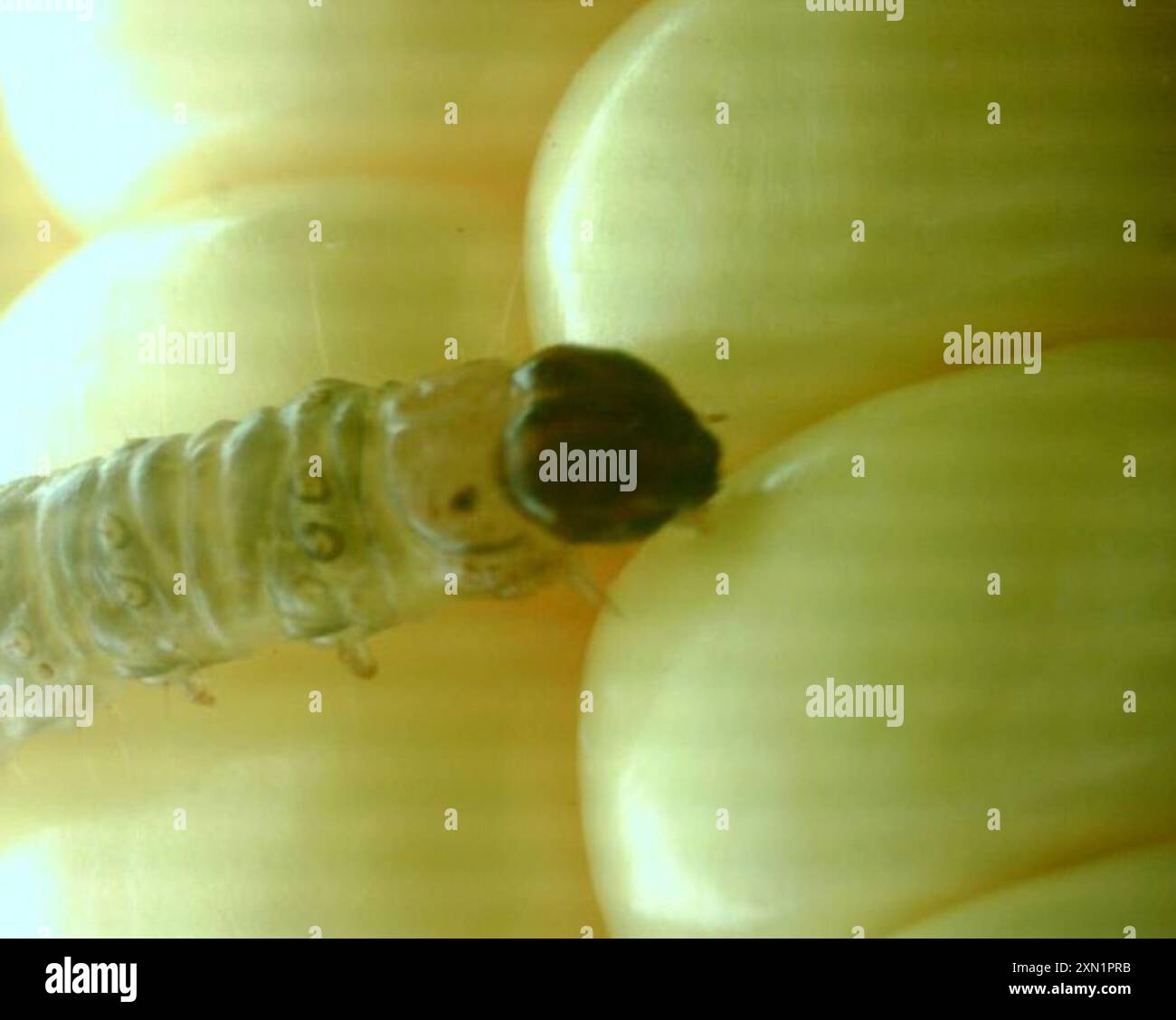 Cotton Bollworm Moth (Helicoverpa armigera) Insecta Stock Photo - Alamy