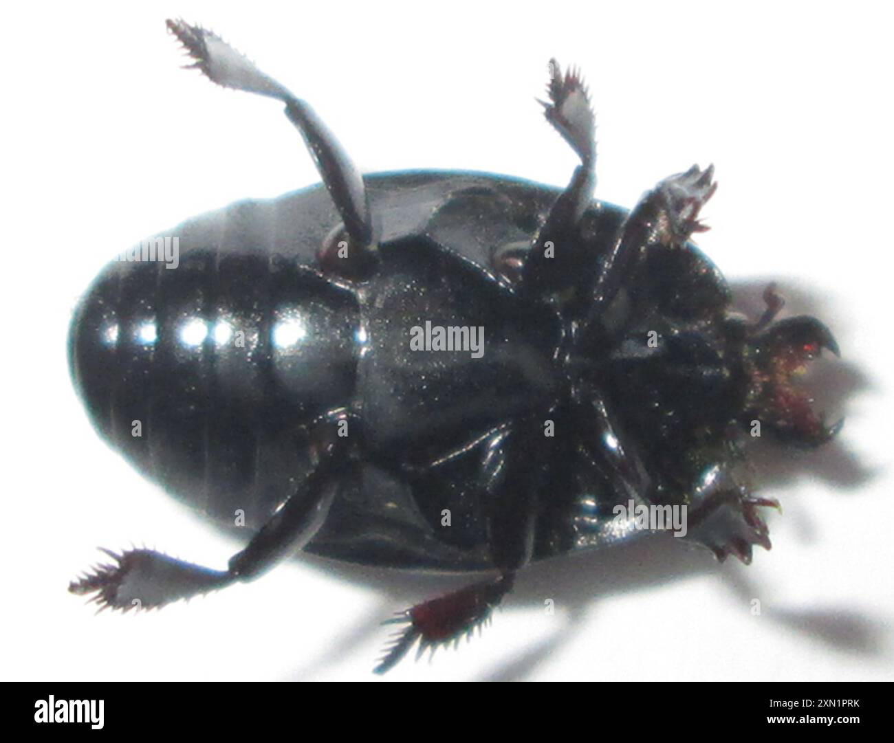 Hister Beetles (Histeridae) Insecta Stock Photo - Alamy