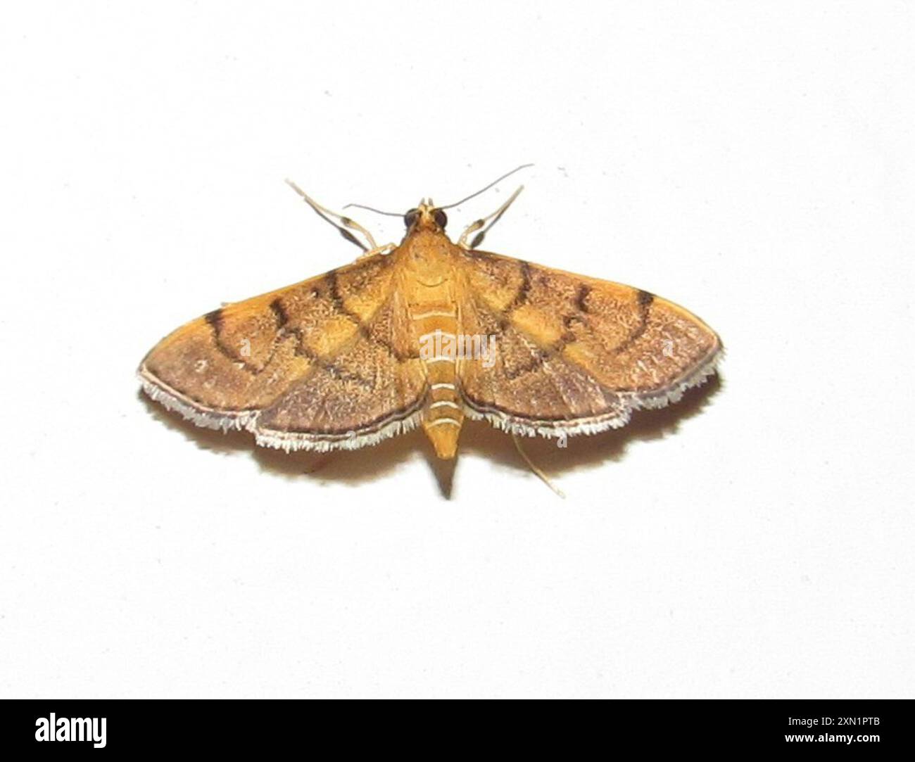 Bean-leaf Webworm Moth (Omiodes indicata) Insecta Stock Photo - Alamy