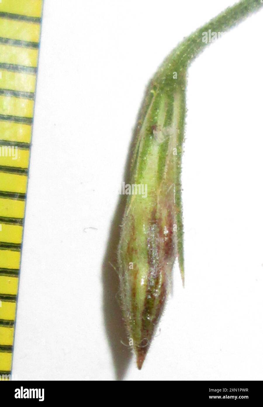 Panicled Foldwing (Dicliptera paniculata) Plantae Stock Photo - Alamy