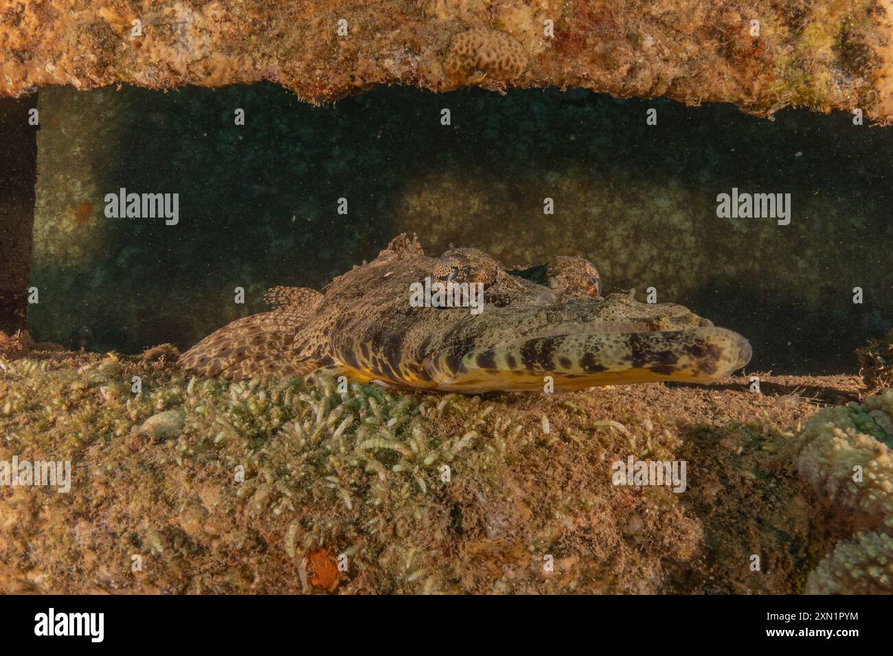 Fish swimming in the Red Sea, colorful fish, Eilat Israel Stock Photo ...