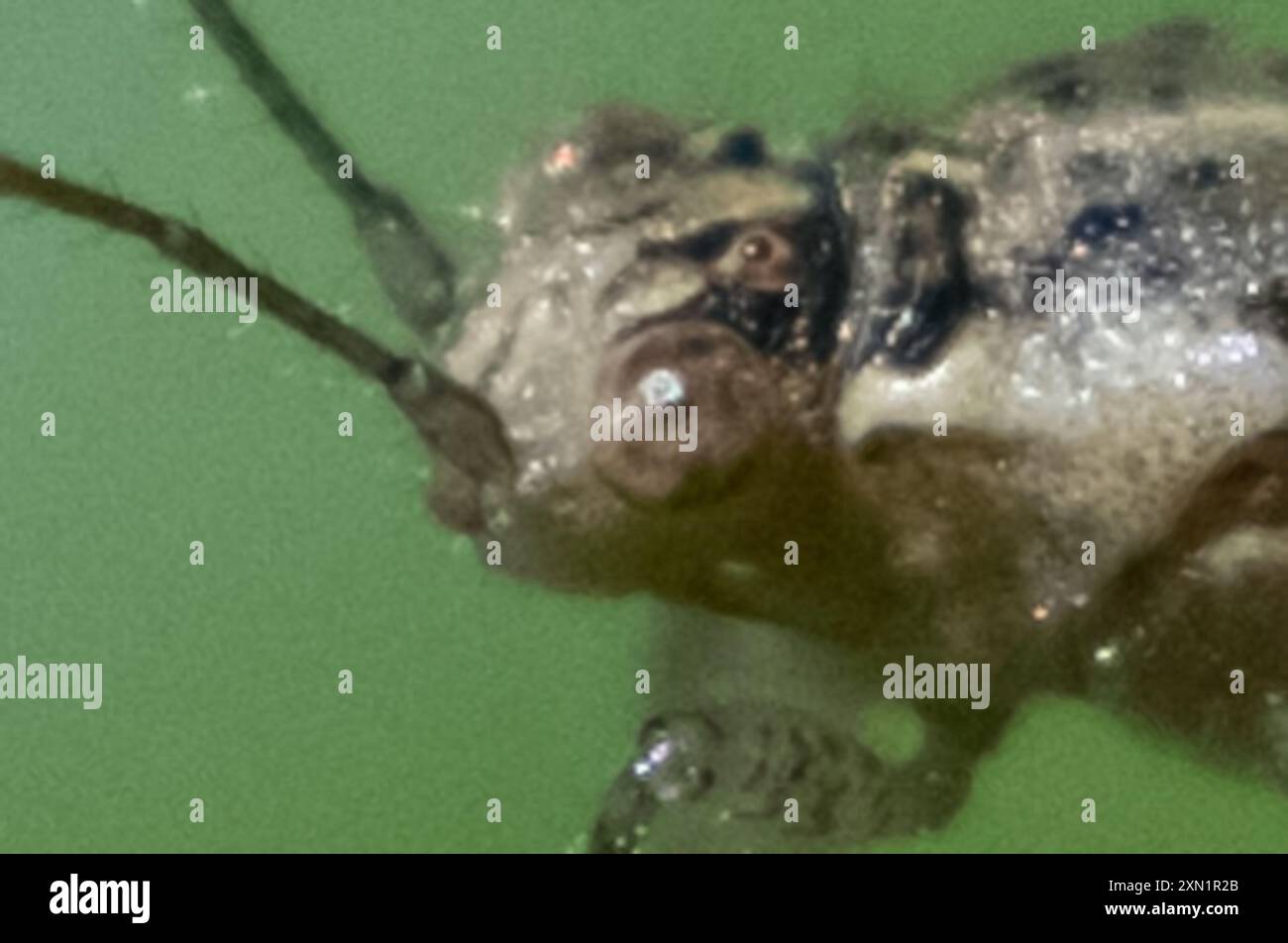 Scentless Plant Bugs (Rhopalidae) Insecta Stock Photo - Alamy