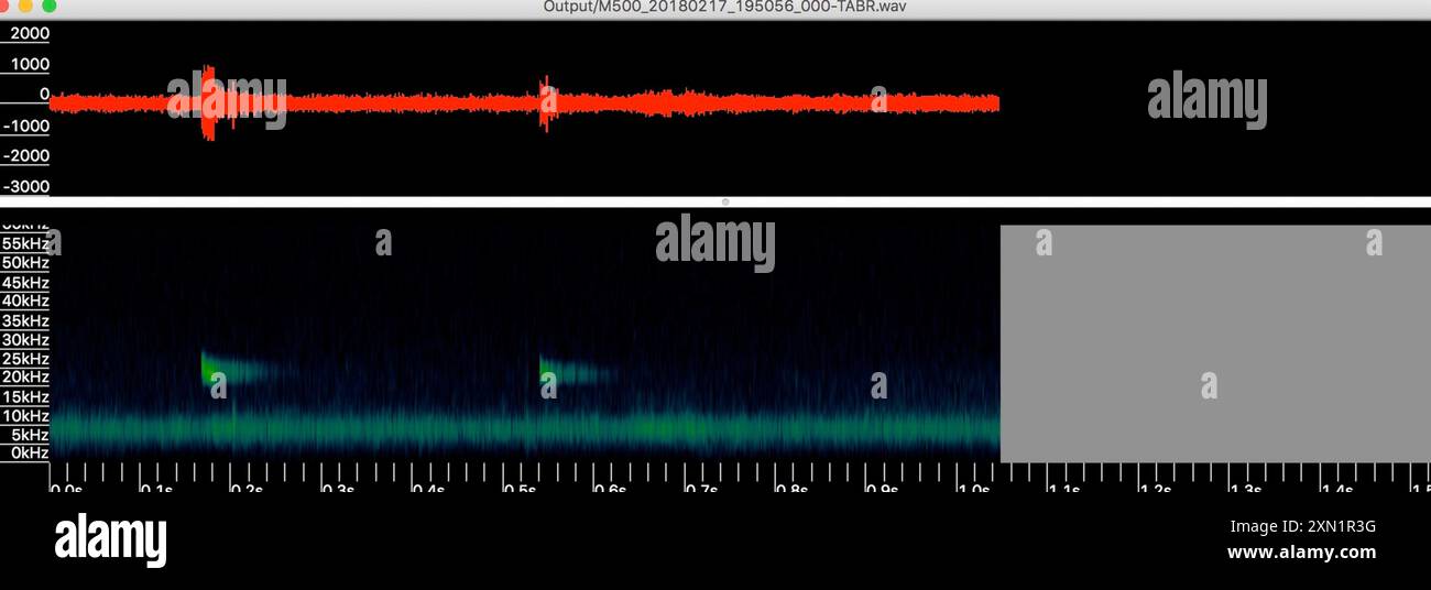 Mexican Free-tailed Bat (Tadarida brasiliensis) Mammalia Stock Photo ...