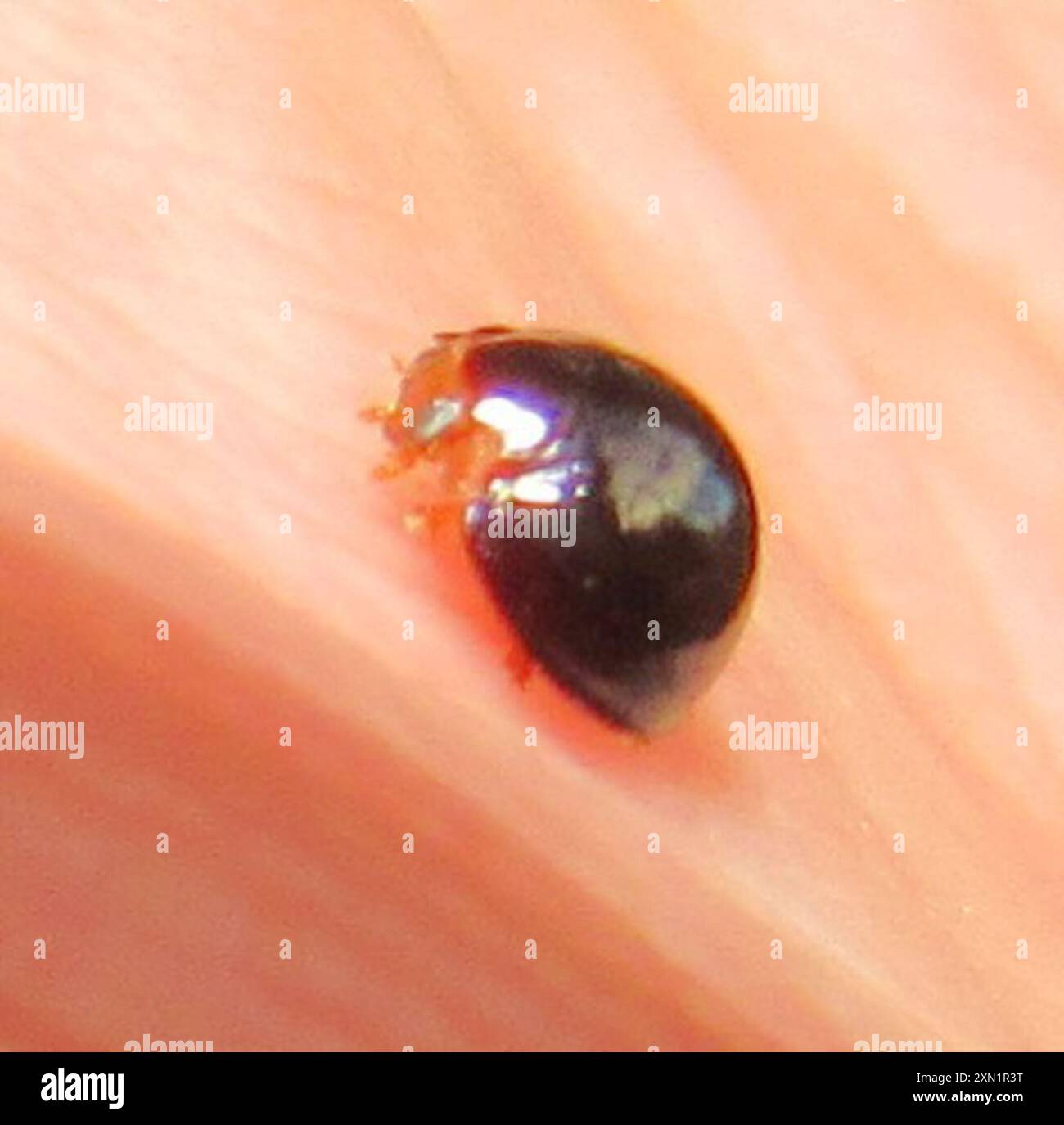 Scale-feeding Lady Beetles (Chilocorinae) Insecta Stock Photo - Alamy